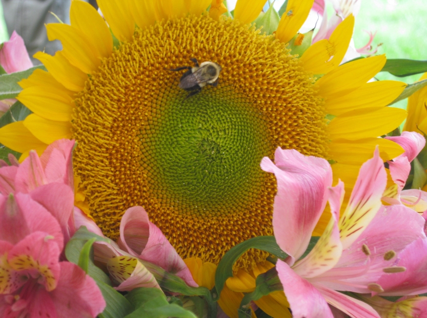Environmental Photo Contest | The Huntingtonian